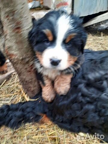 Бернский зенненхунд