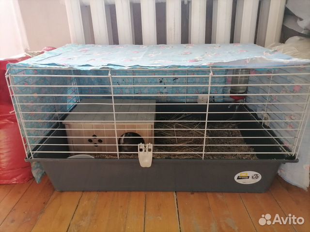 Морская свинка