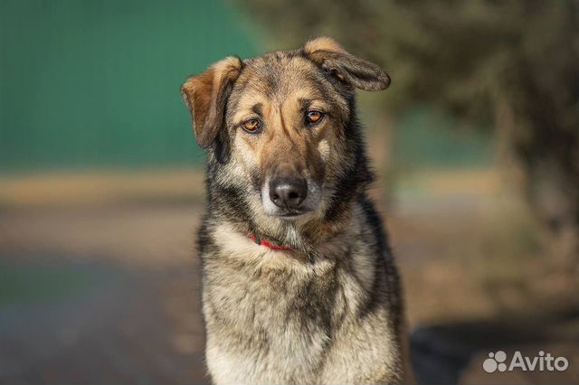 Собаки в дар