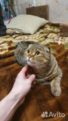 Шотландская вислоухая кошка