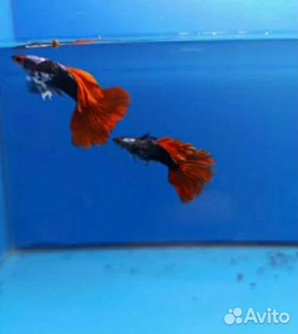 Коралл балянус