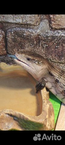 Синеязыкий сцинк