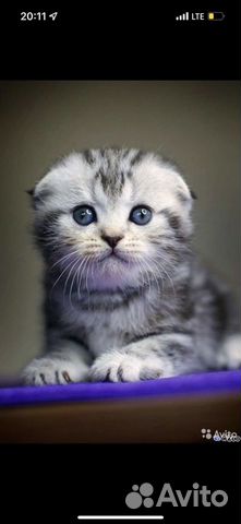 Шотландская