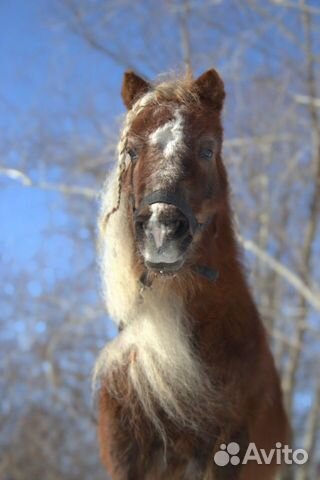 Жеребец на случку