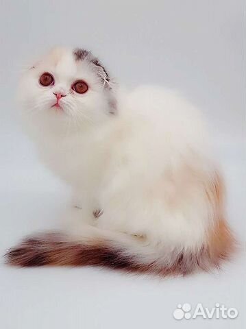 Шотландская вислоухая кошка