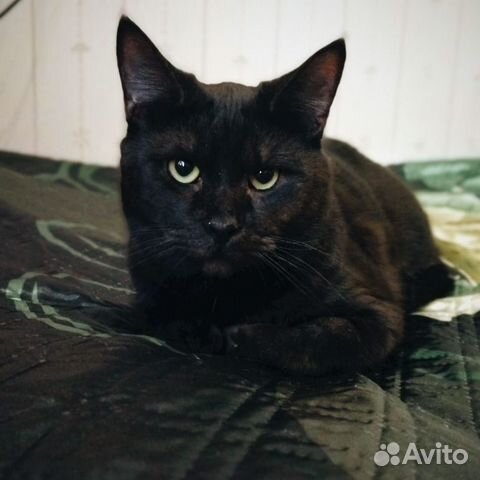 Котофей Петя ищет дом и надежный хозяев