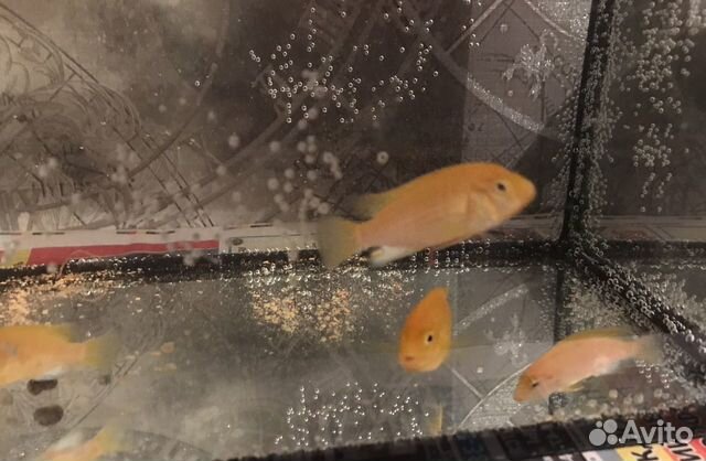 Рыбы цихлиды