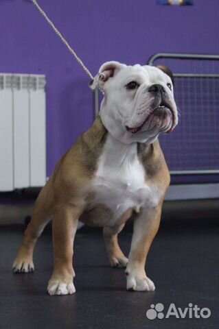 Английский бульдог