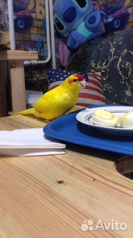 Попугай какарик