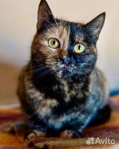 Кошка уникального окраса ищет дом
