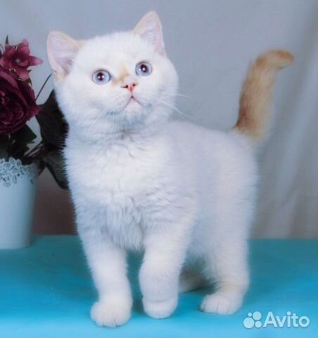 Британский котик