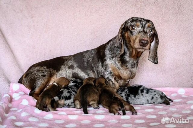 Mini/Миниатюрная Такса