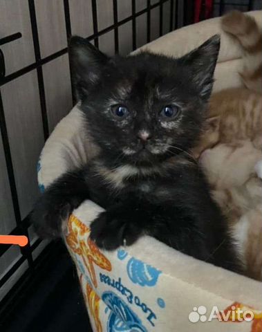 Котенок Кити, к лотку приучена