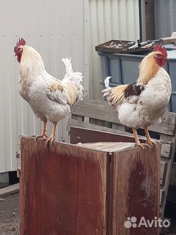 Петухи