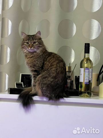 Кошка в подарок