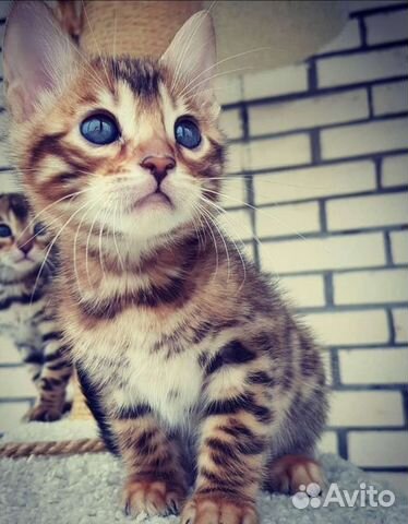 Бенгальские котята с документами