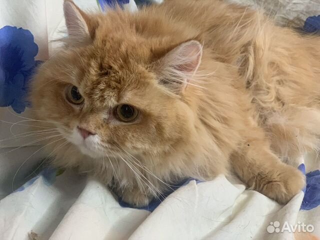 Золотой мальчик