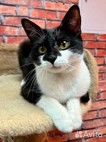 Котенок девочка Тося 8 мес