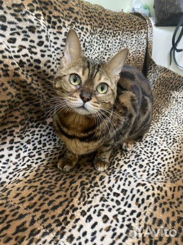 Бенгальская кошка бесплатно