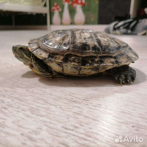 Красноухая черепаха с аквариумом