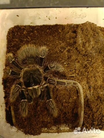 Паук птицеед lasiodora parahybana