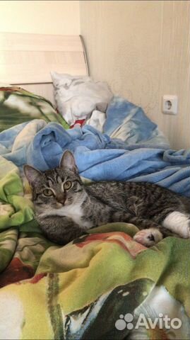 Отдам в добрые руки молодую кошечку