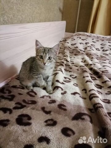 Европейская кошечка, серого окраса, 7 месяцев