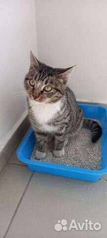 Кисоньке нужен дом