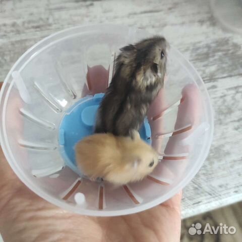 Джунгарский хомяк