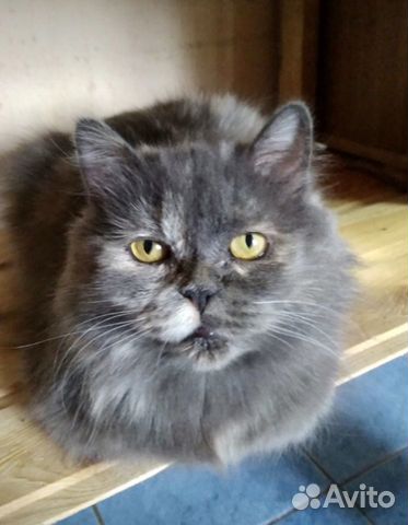 Кошечка пушистая из приюта ищет дом