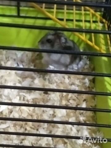 Отдам бесплатно двух джунгарских хомяков