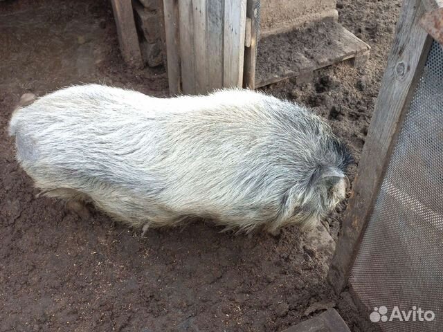 Вьетнамский вислобрюхий хряк