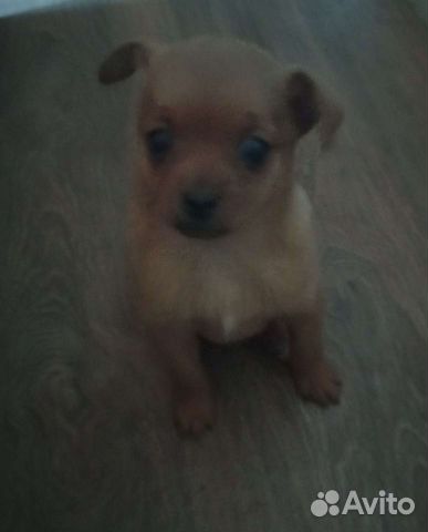 Мальчик чихуахуа