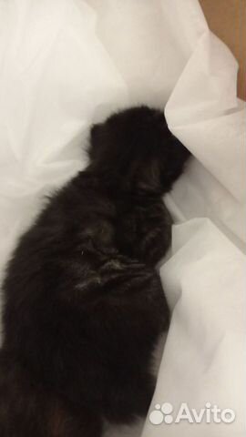 Котята в добрые руки бесплатно