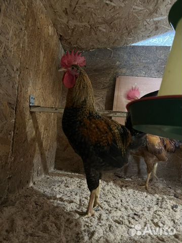 Молодые петухи египетские