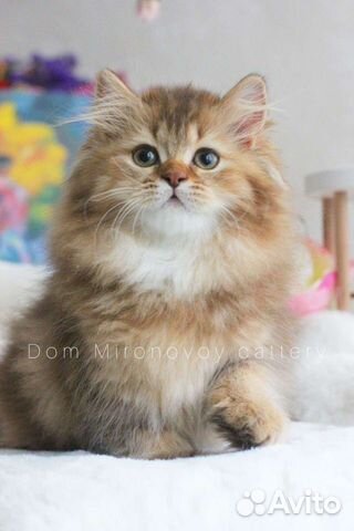 Британская длинношерстная красотка