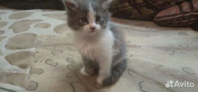 Котенок мальчик в дар 1,5 мес