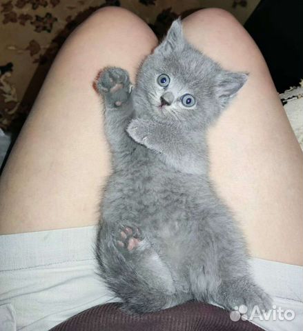 Британские котята
