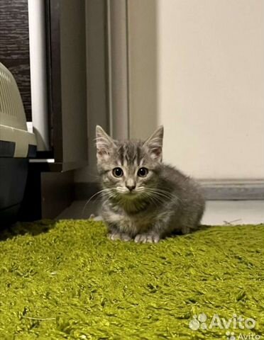Серенький котёночек ищет дом