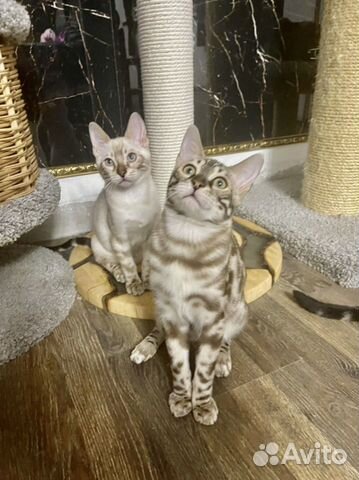 Бенгальские котята разных окрасов с док-ми