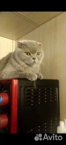 Кошка в дар бесплатно