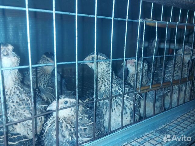 Курочки перепелов.4-5 мес