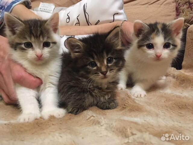 Славные котятки