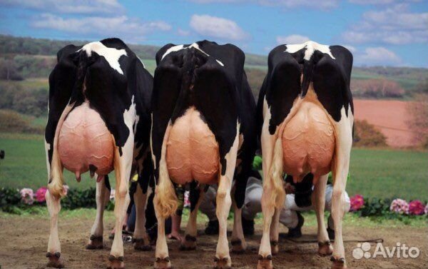 Корова высокоудойная
