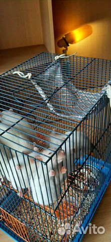 Крысята сиамские