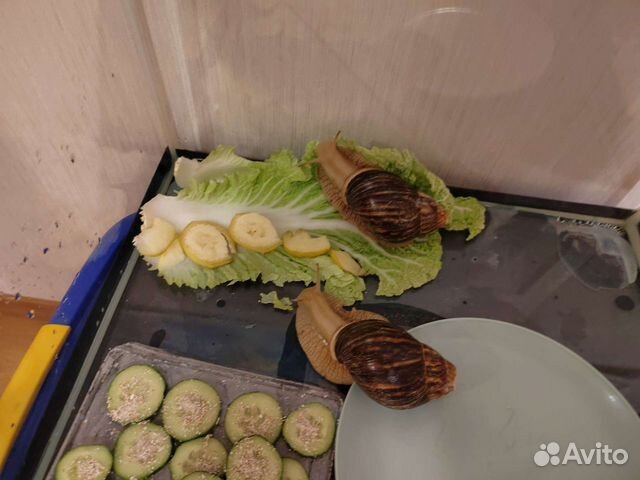 Улитки ахатины