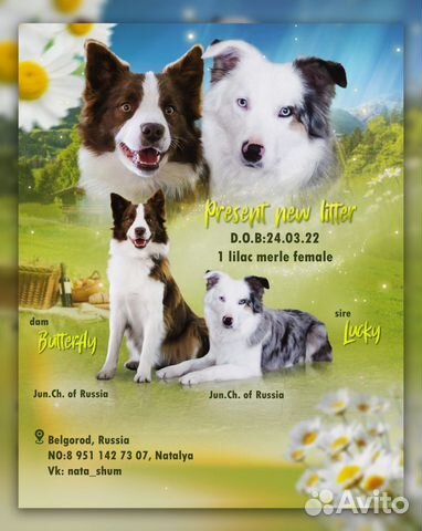 Щенки бордер колли