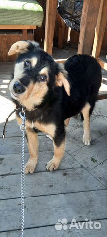 Щенок-подросток в добрые ручки