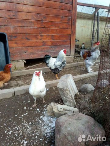 Петух виандот и лосось голубой