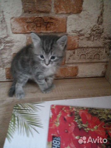 Кошки бесплатно